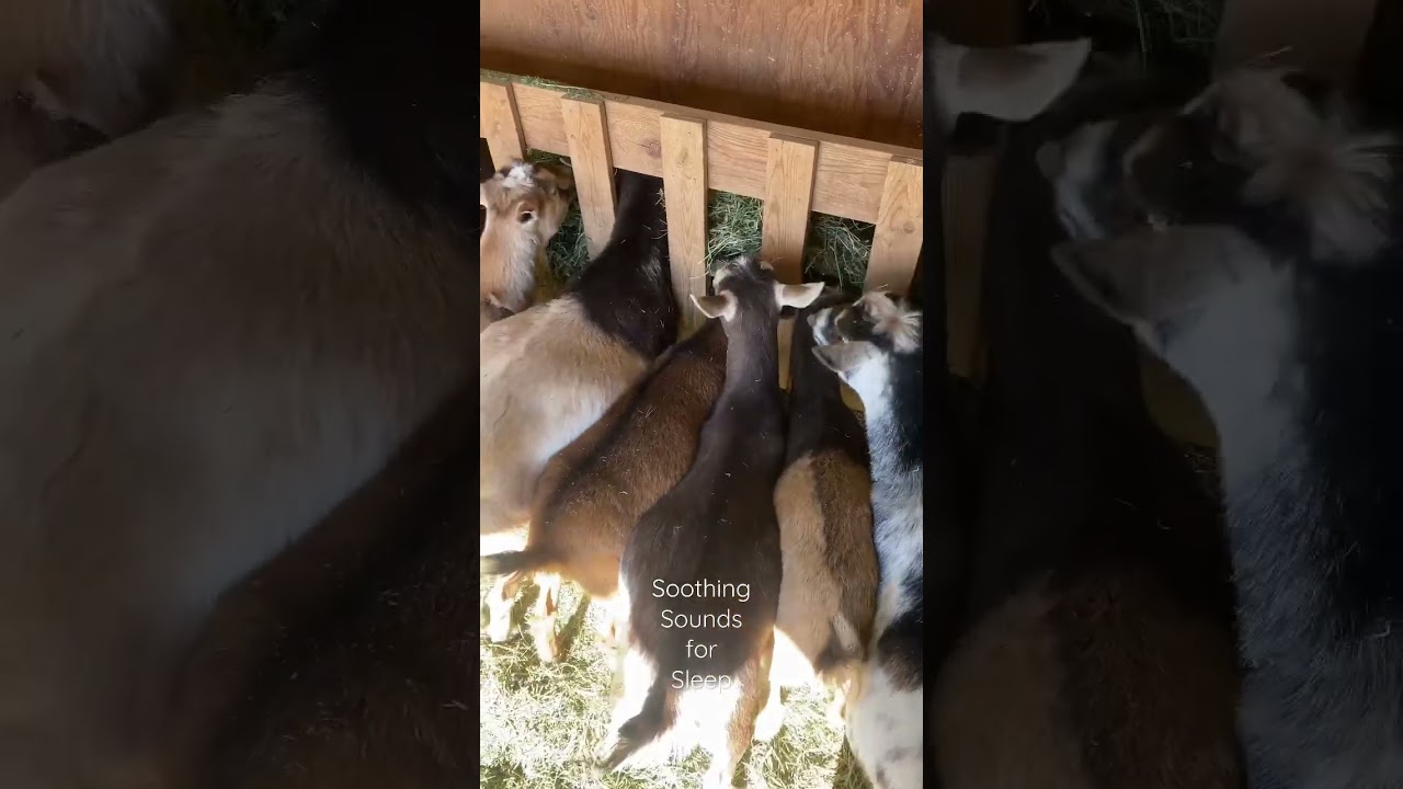 Nigerian dwarf dairy goats eating ASMR - Soothing Sounds for Sleep